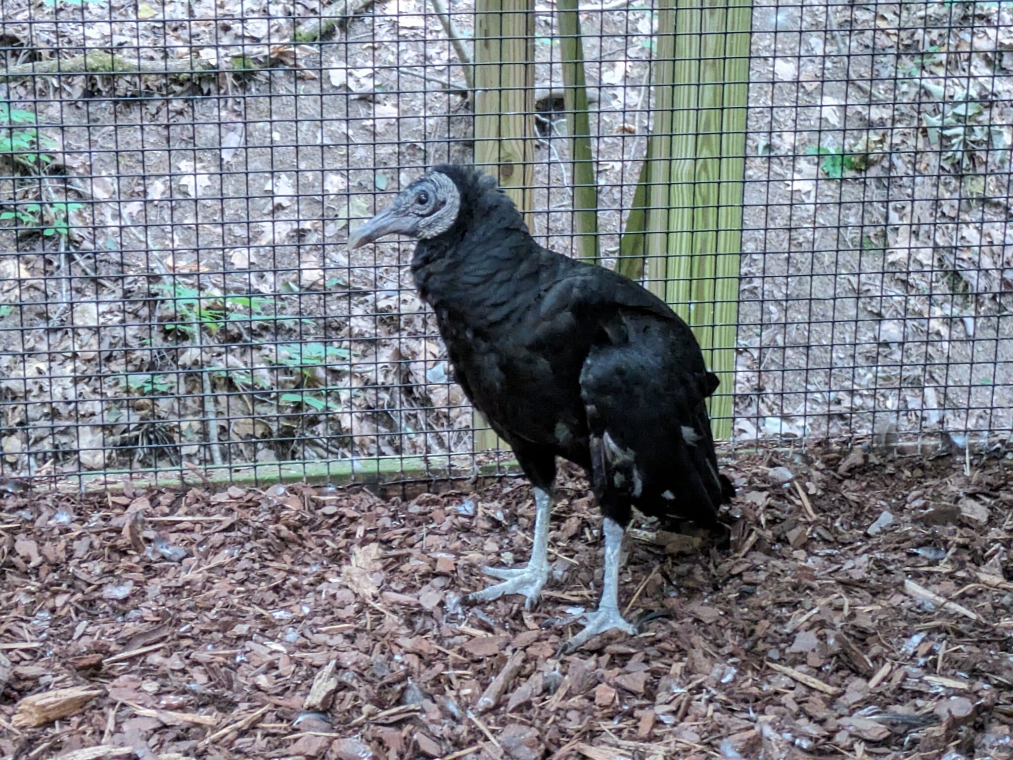 - Alabama Wildlife Center