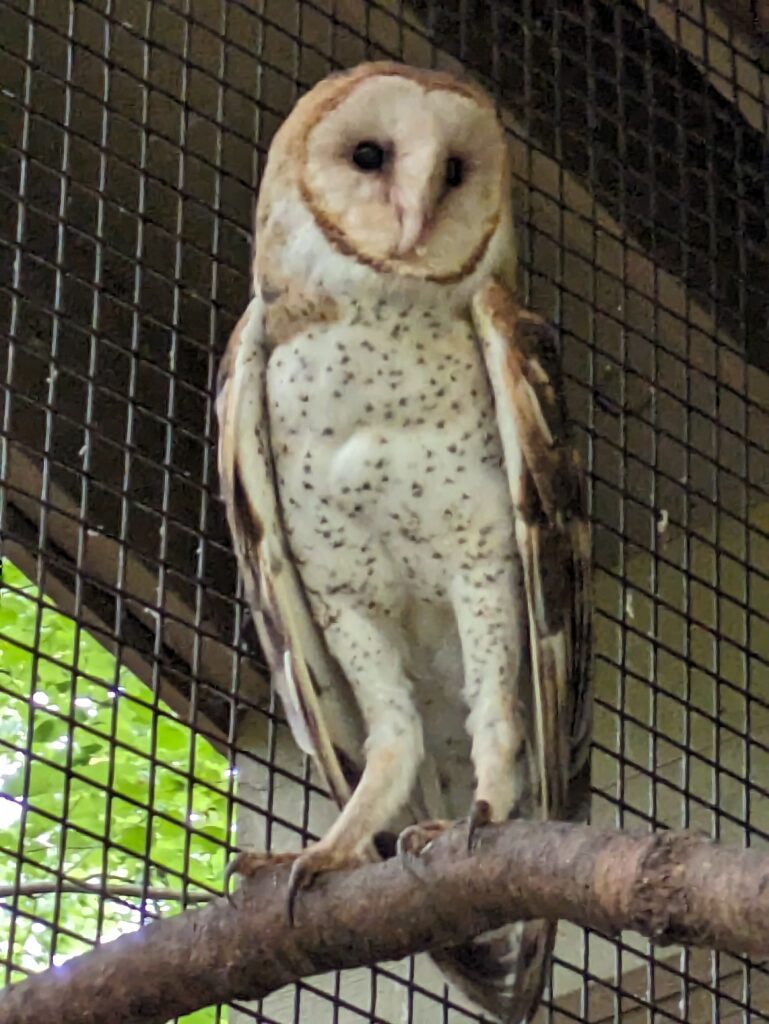 - Alabama Wildlife Center