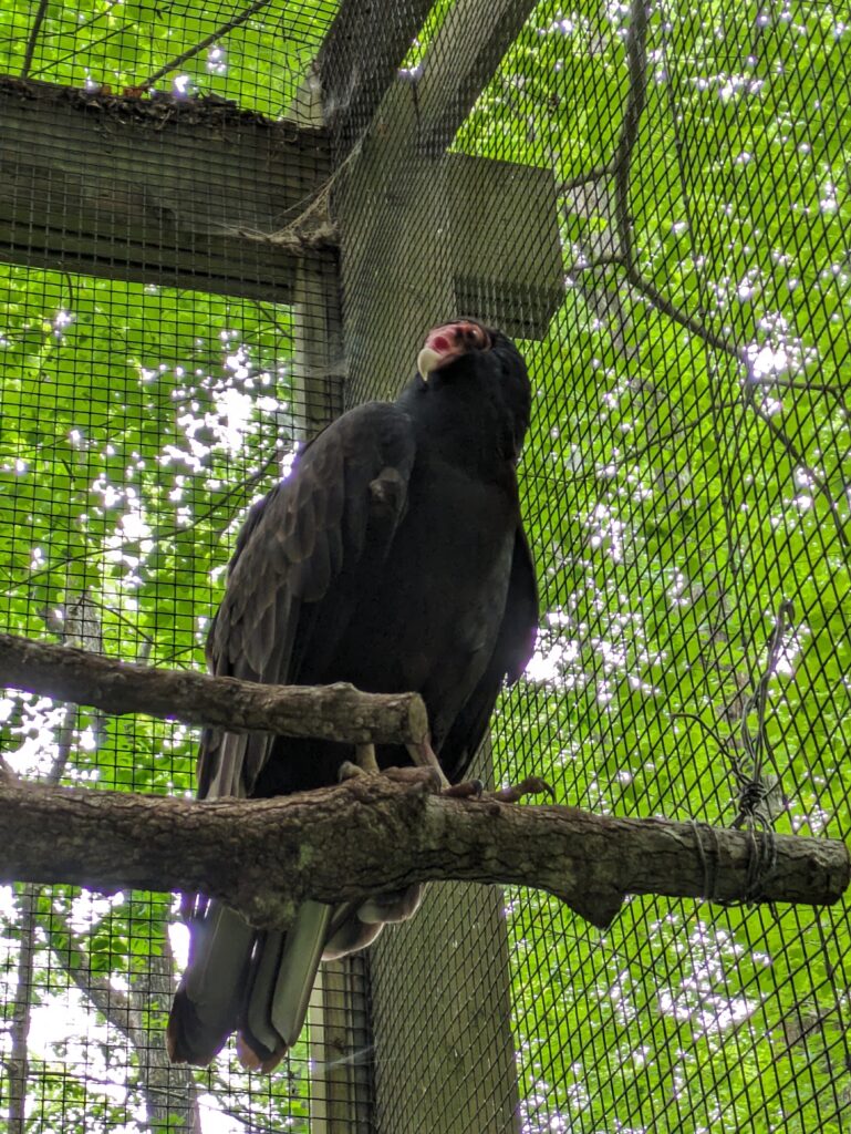 - Alabama Wildlife Center