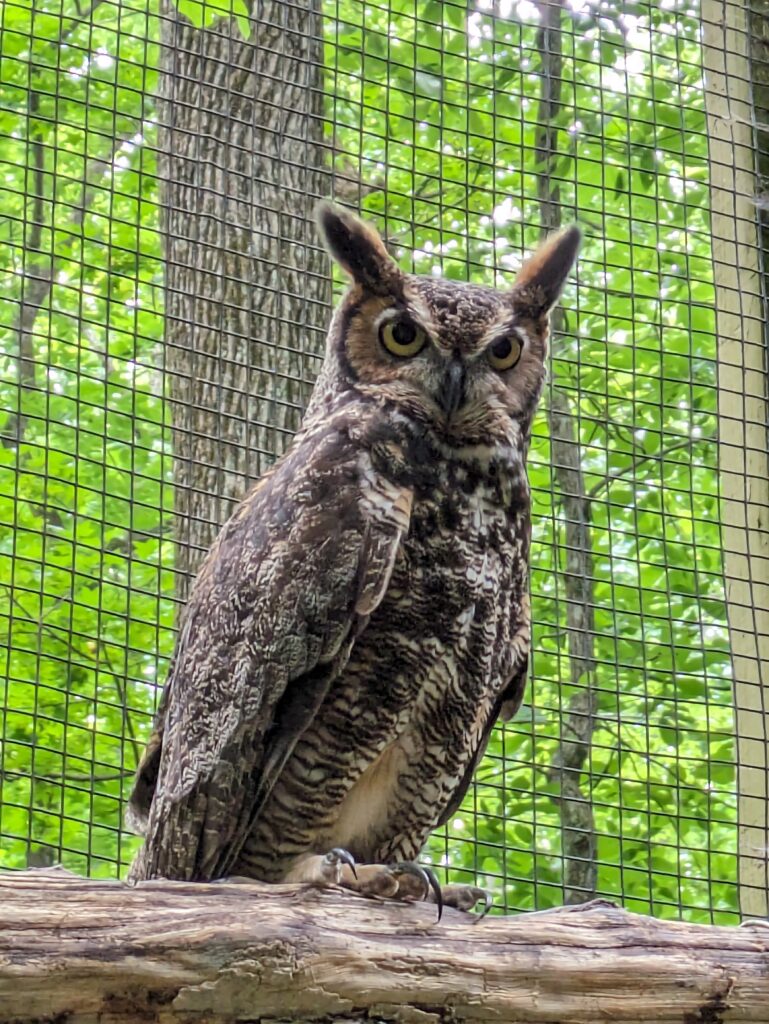 - Alabama Wildlife Center