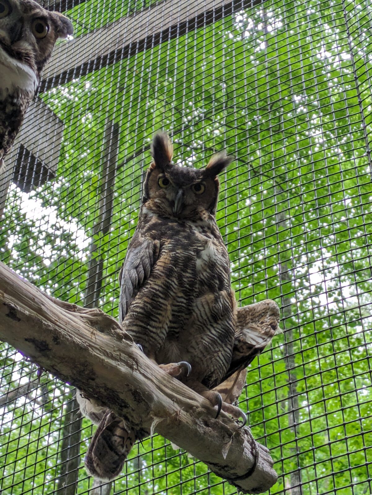 - Alabama Wildlife Center