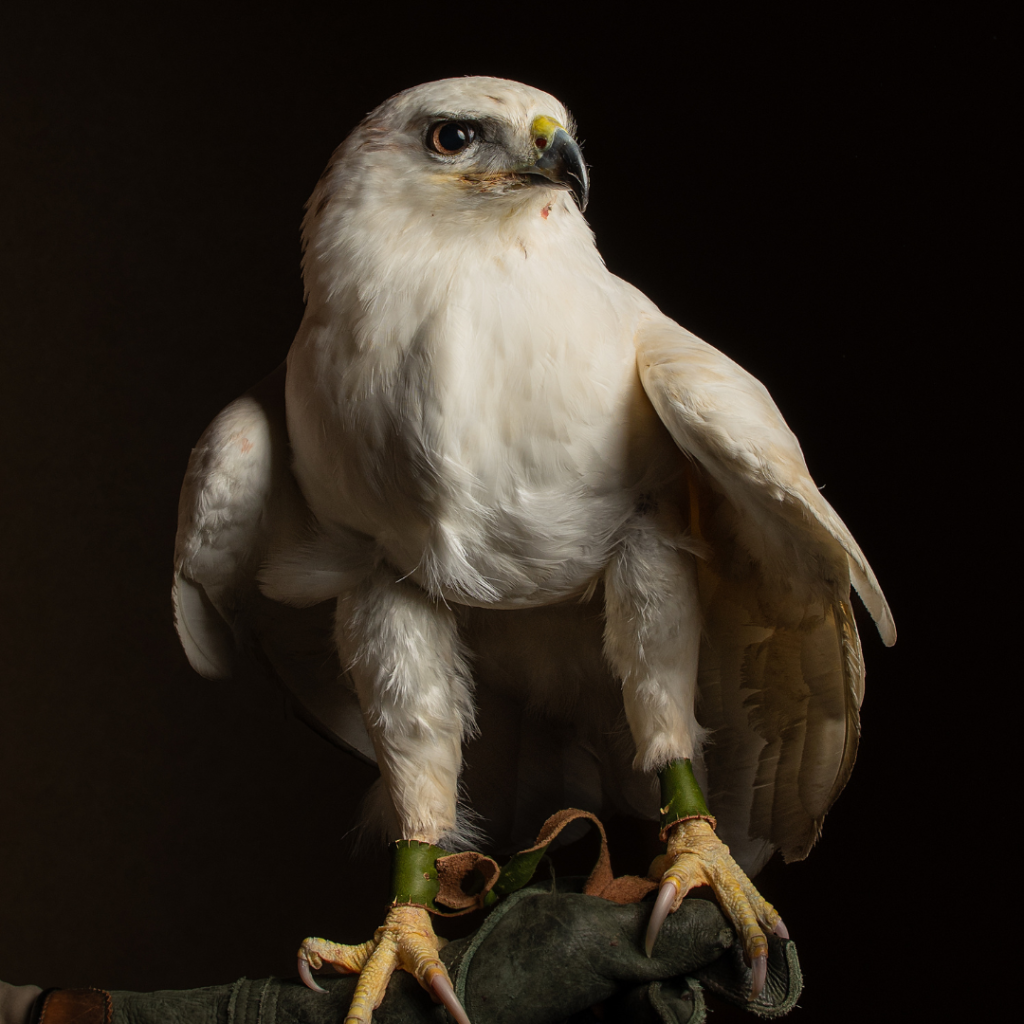 Our Birds - Alabama Wildlife Center