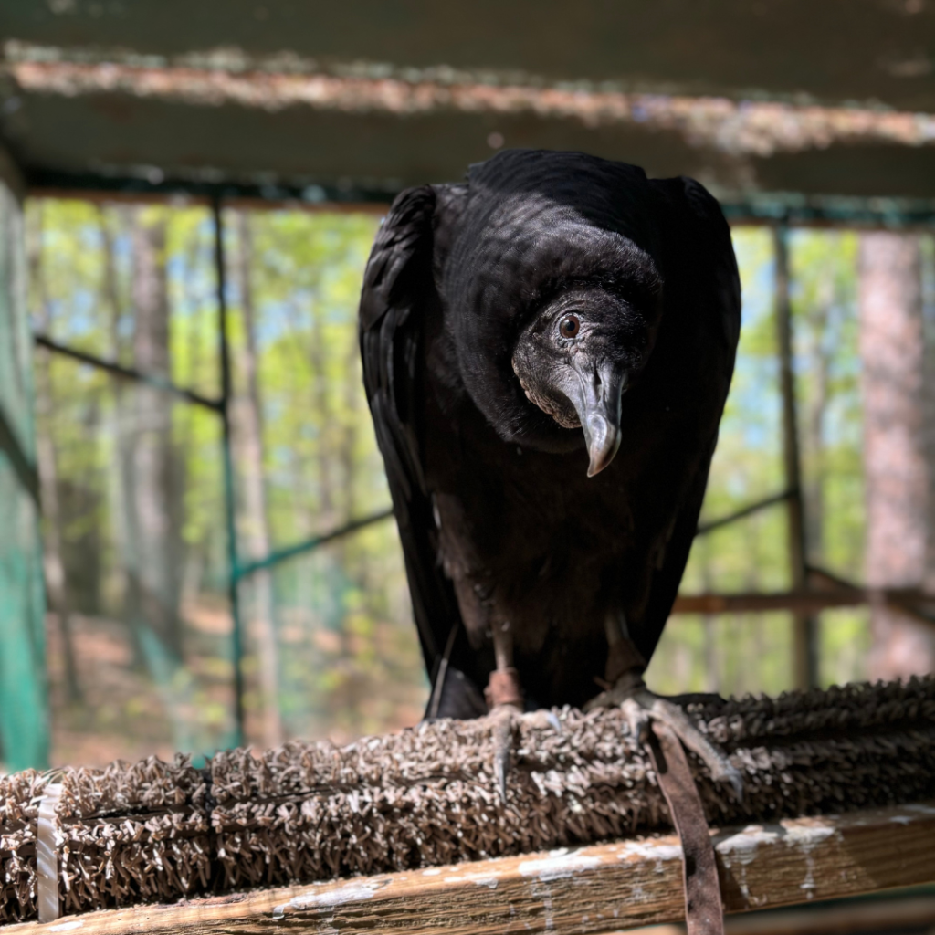 Our Birds - Alabama Wildlife Center