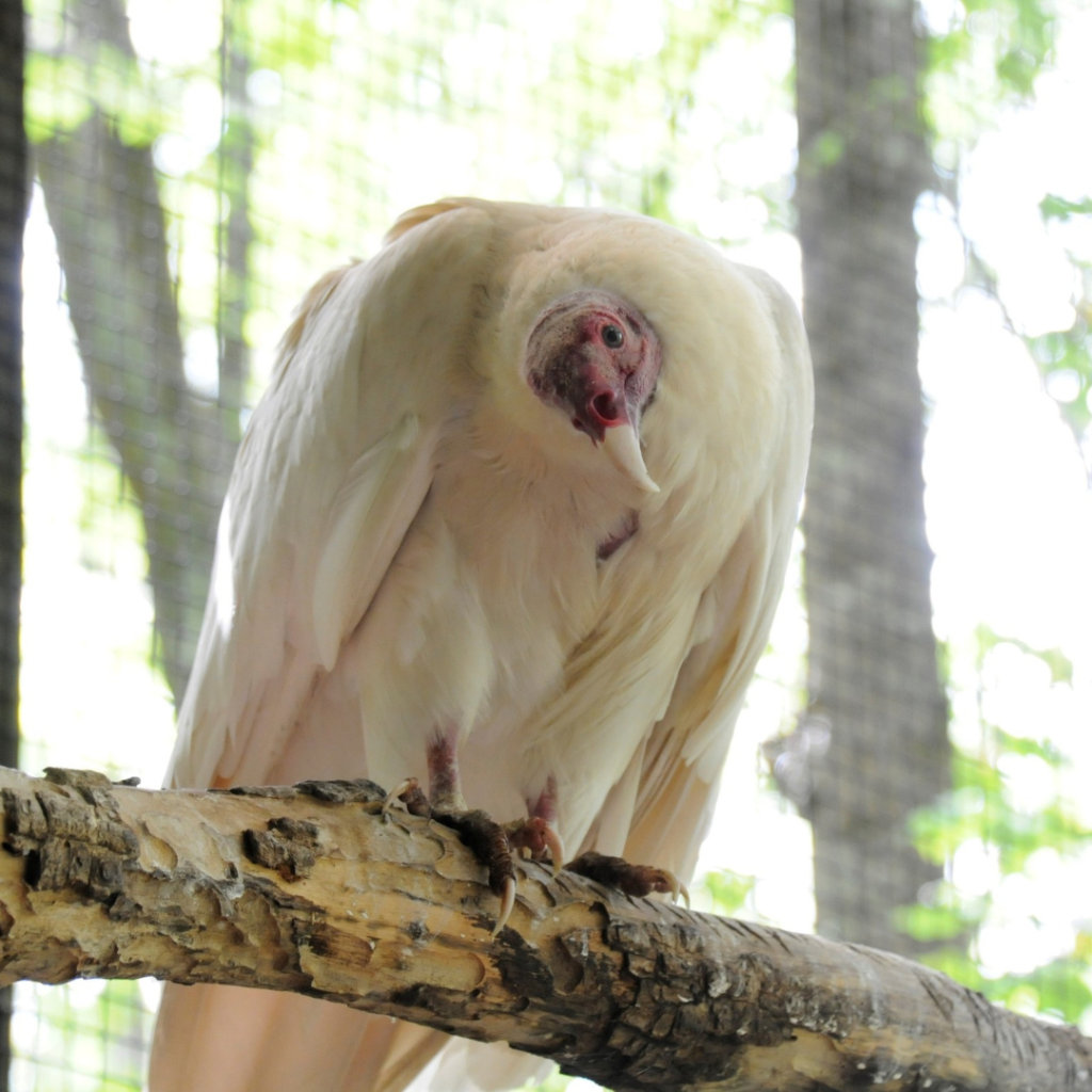 Our Birds - Alabama Wildlife Center