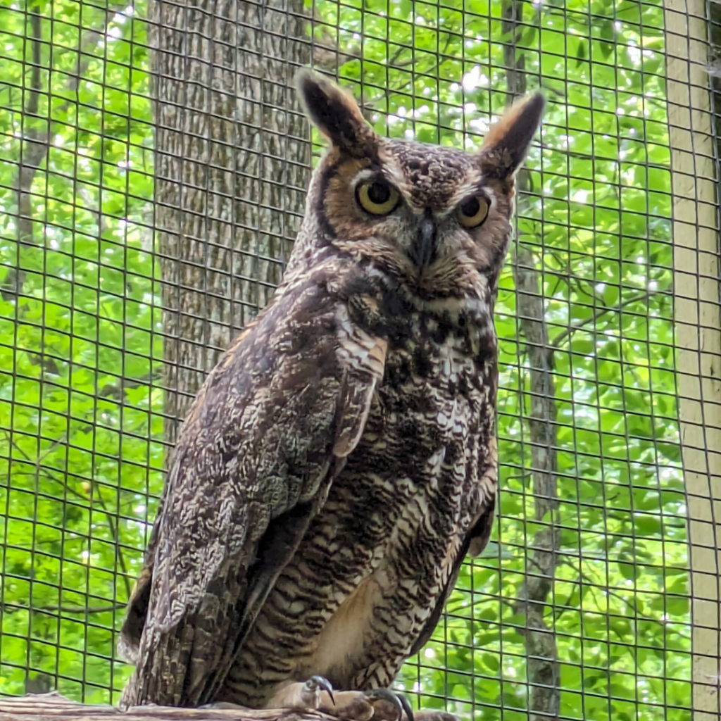 Our Birds - Alabama Wildlife Center